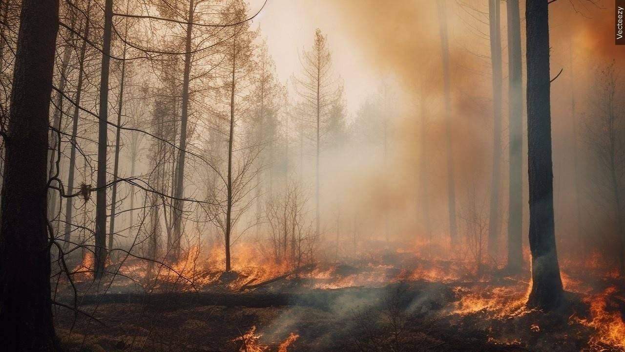 Utility Provider Xcel Energy Acknowledges Role in Igniting Texas ...