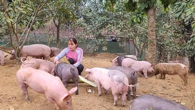 It was a surprise when the pigs were set free. My pig farm. (Episode ...