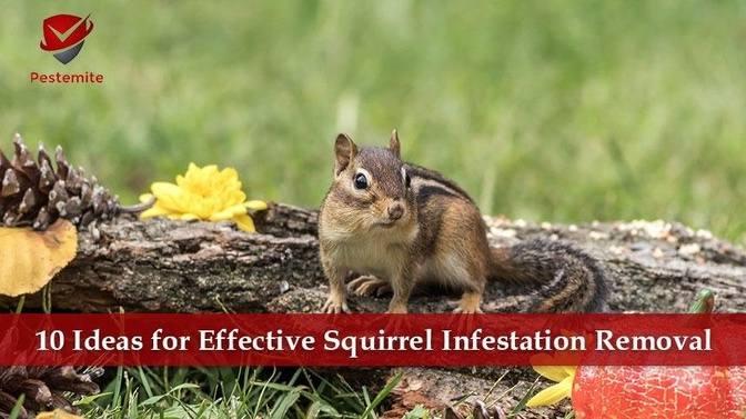 10 Ideas for Effective Squirrel Infestation Removal | Articles ...