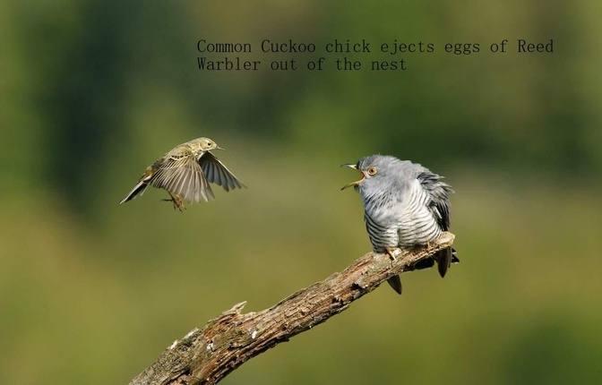 Common Cuckoo chick ejects eggs of Reed Warbler out of the nest ...