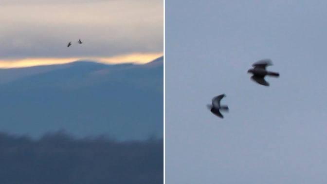 Safety in Numbers | Videos | Animal kingdom | Gan Jing World ...