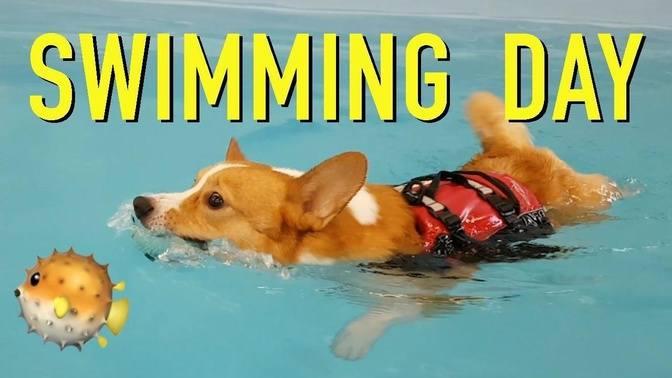 SWIMMING DAY - Topi the Corgi | Videos | Pet Lovers Channel | Gan Jing ...